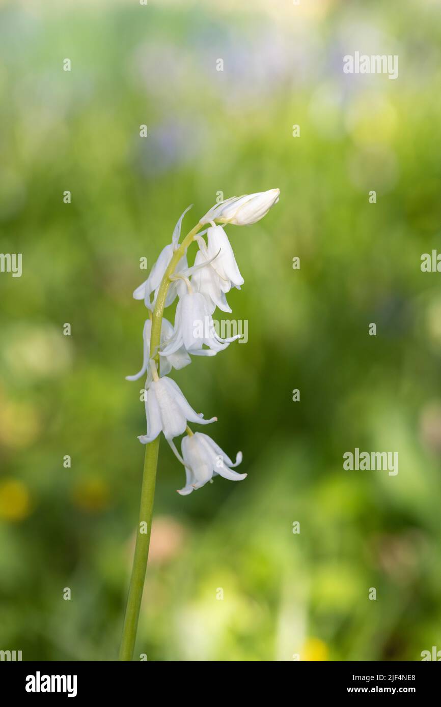 Close up of a white Spanish bluebell (hyacinthoides hispanica) flower ...