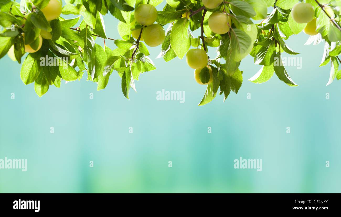 Plums on the plum tree. Yellow plums hanging from branches Stock Photo ...