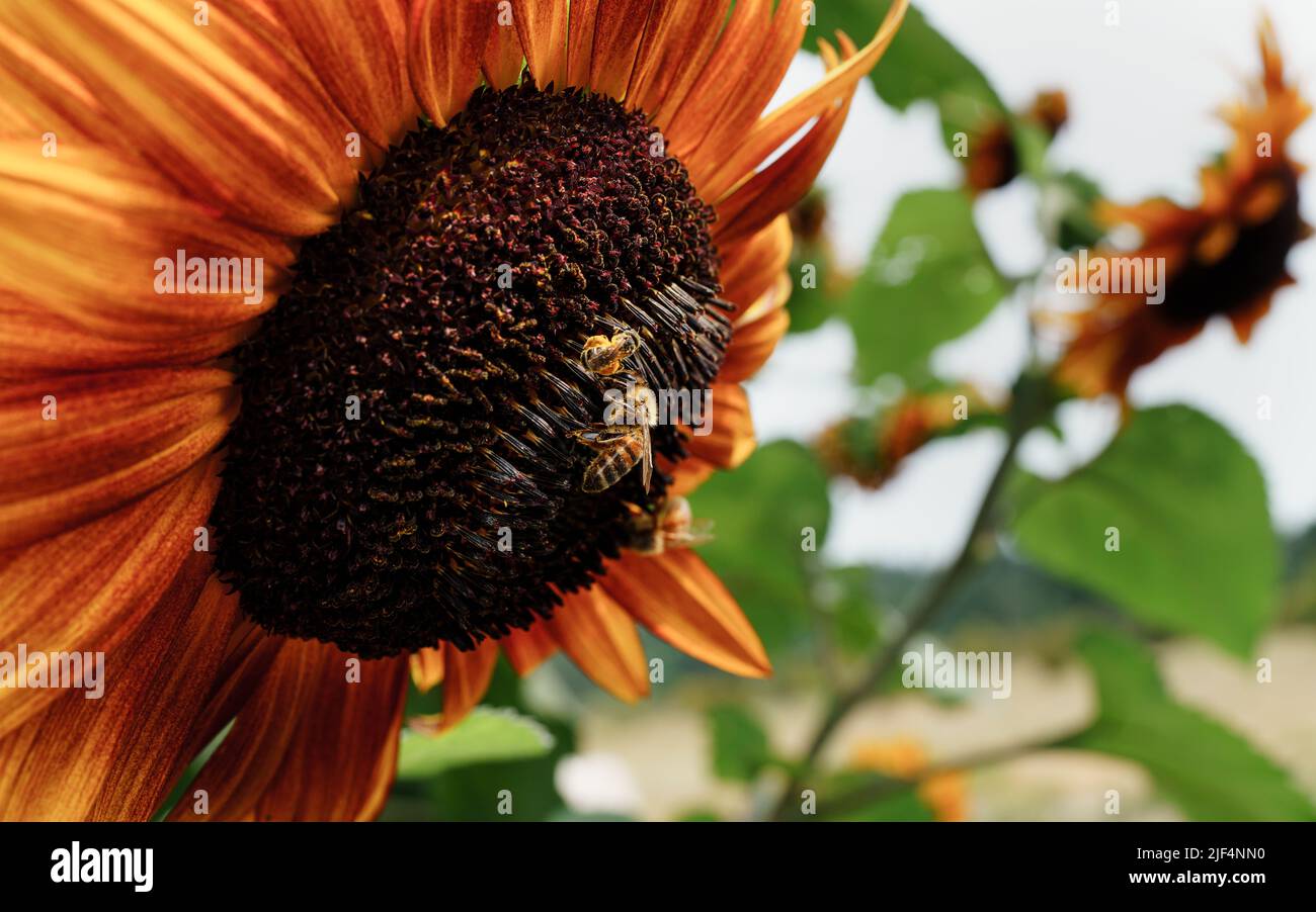 A shallow focus shot of the bees collecting nectar from the sunflower ...