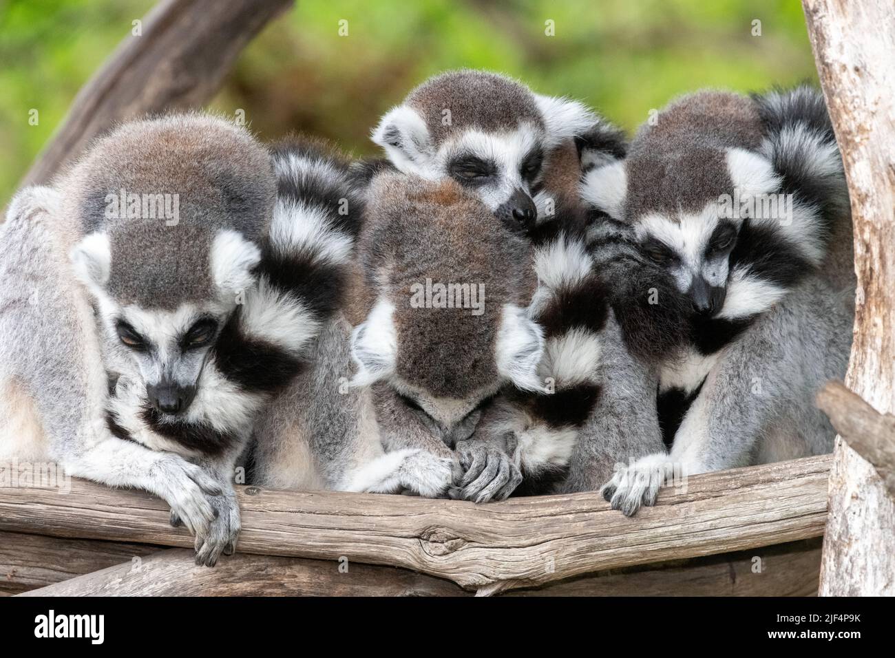 Ring tailed lemurs cuddling hi-res stock photography and images - Alamy