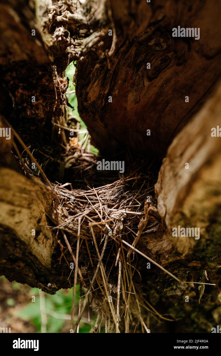 Detailed plan of a bird's nest inside a tree, wild world of birds Stock ...