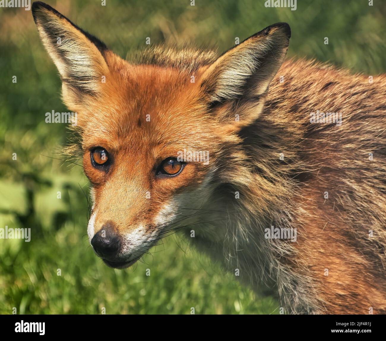 Red fox with winter coat hi-res stock photography and images - Alamy
