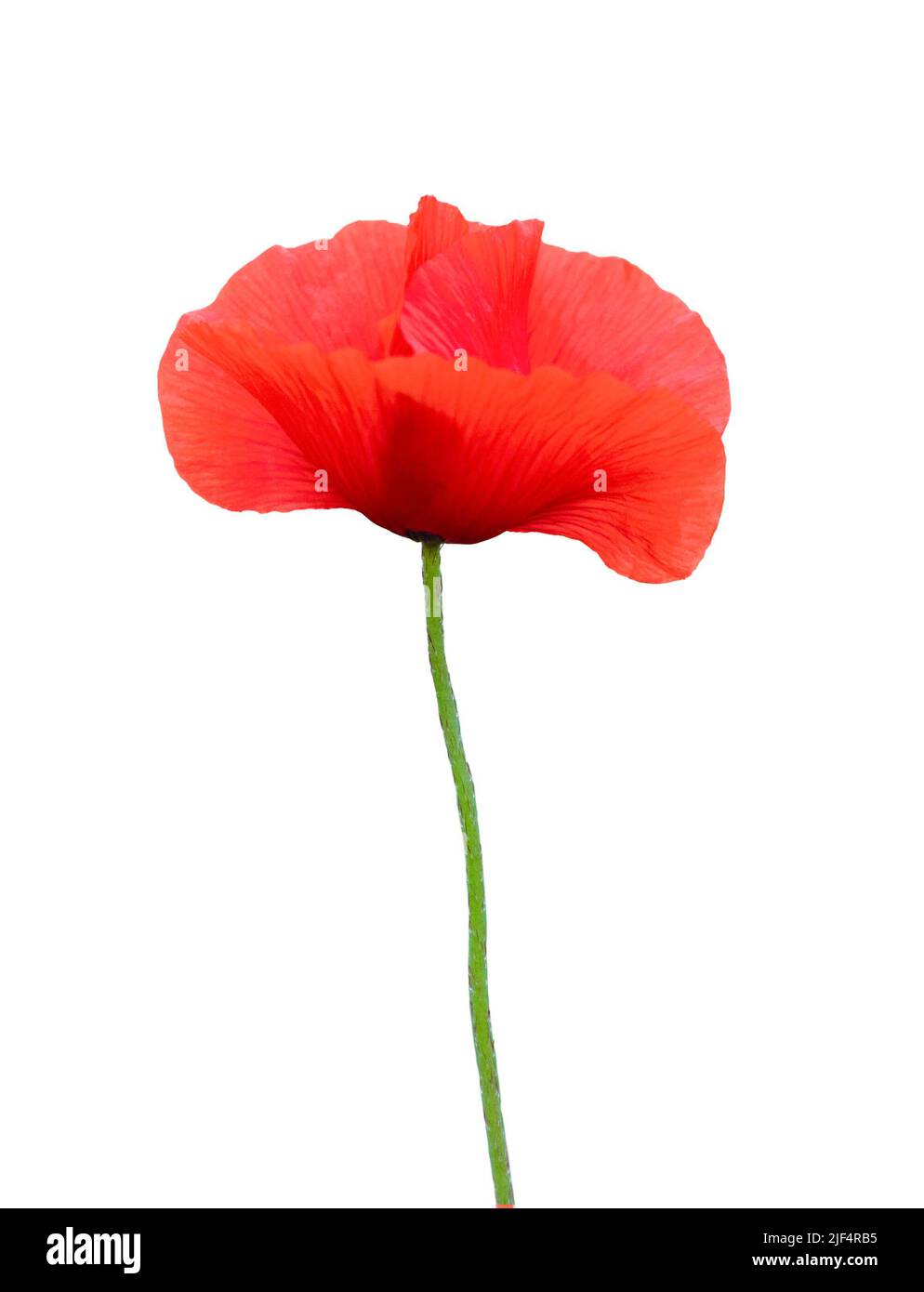 Red poppy flower isolated on white background. Vertical creative theme ...