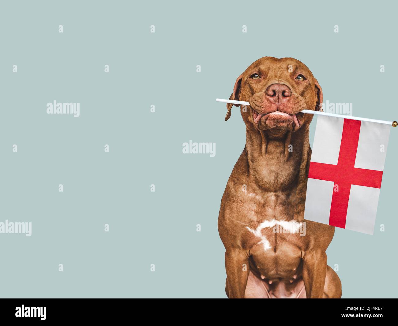 Lovable, pretty dog and Flag of England. Closeup, indoors. Studio photo ...