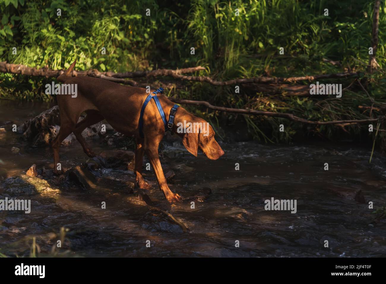Hungarian water dogs hi-res stock photography and images - Alamy