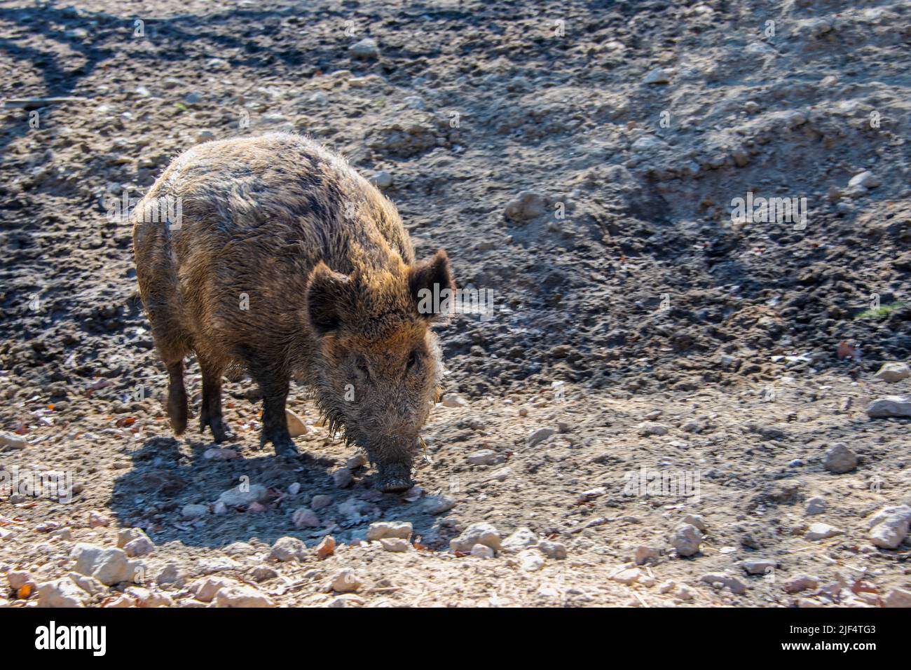 Front view of a brown-gray boar walking and looking for some food Stock ...