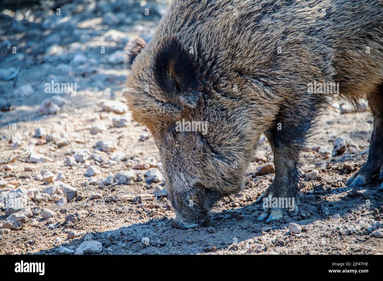 Pig part hi-res stock photography and images - Alamy