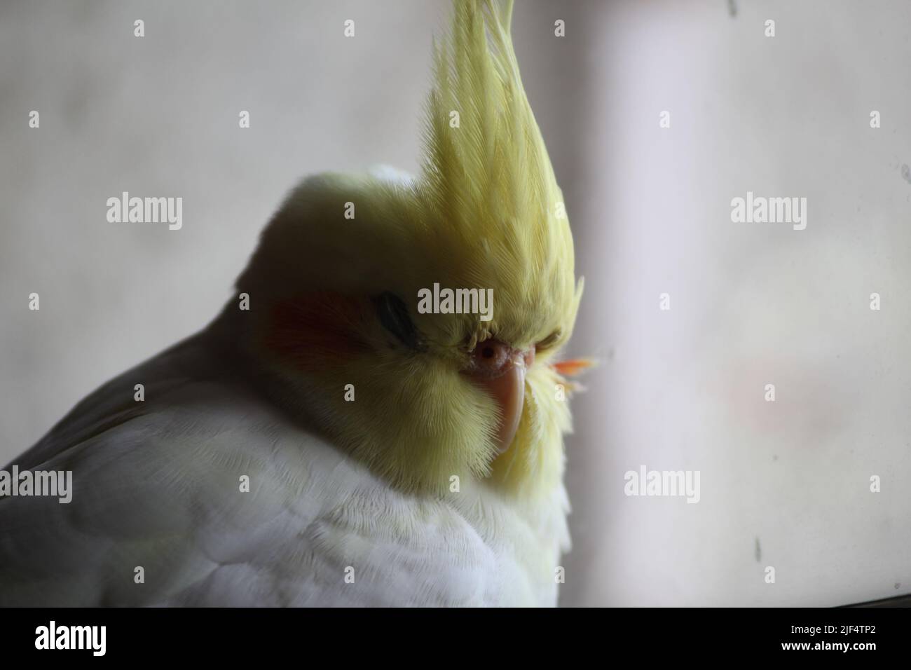 A closeup shot of an adorable fluffy cockatiel parrot (Nymphicus ...