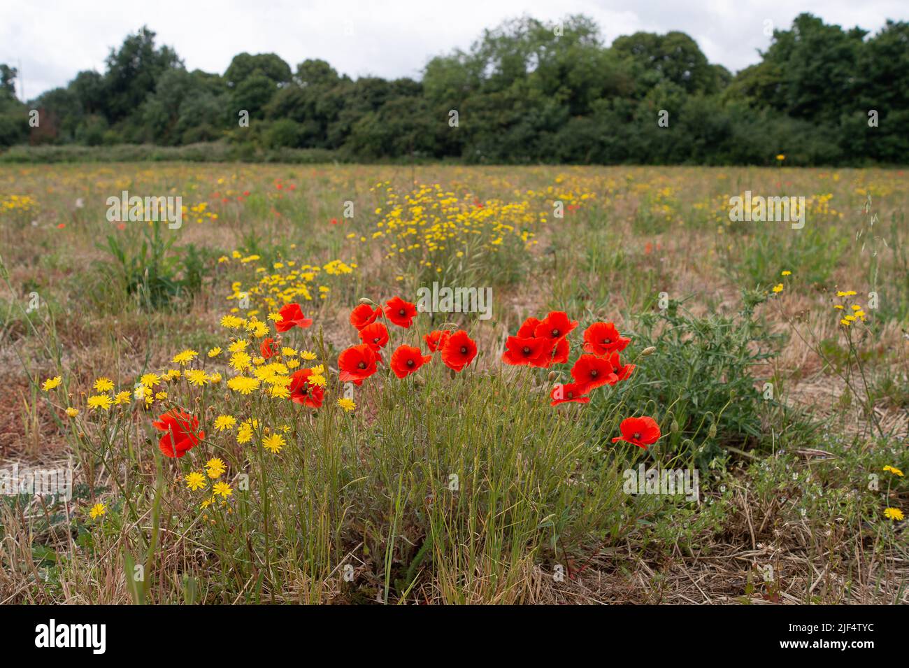 Poppies rewilding hi-res stock photography and images - Alamy