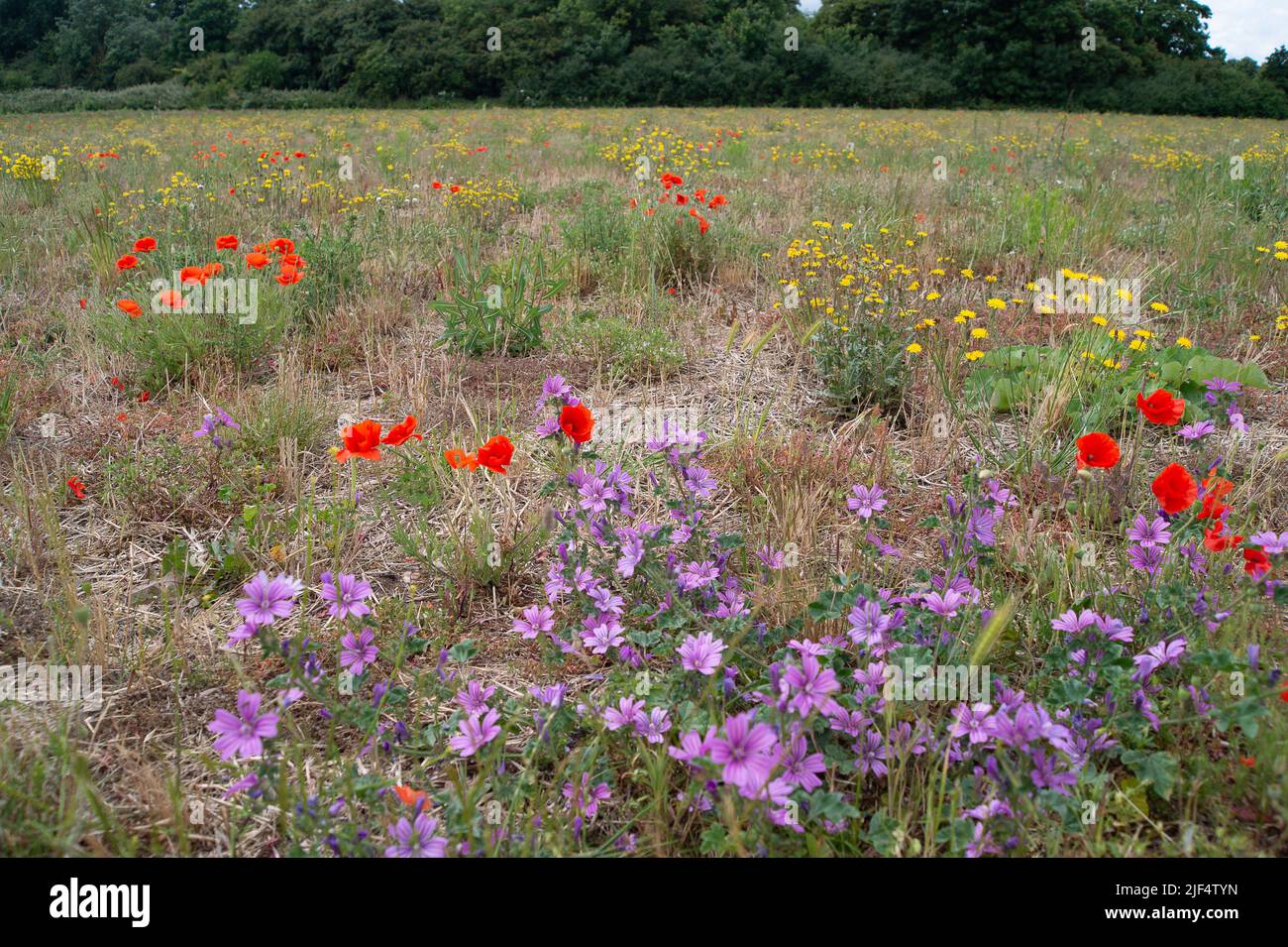 Poppies rewilding hi-res stock photography and images - Alamy