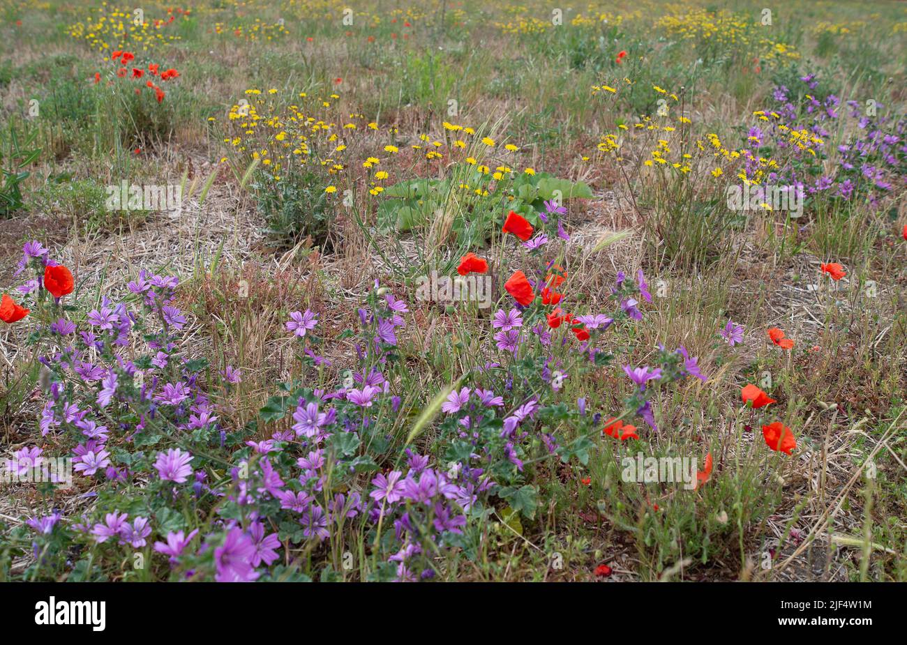Rewilding farming hi-res stock photography and images - Alamy