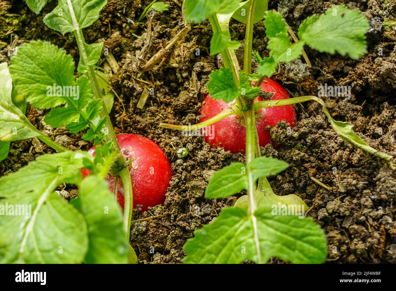 Organic vegetables, red radishes growing in the garden bed, vegetable ...