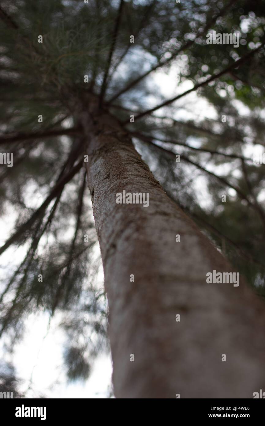 branches of a forest pine seen from below to upwards Stock Photo - Alamy