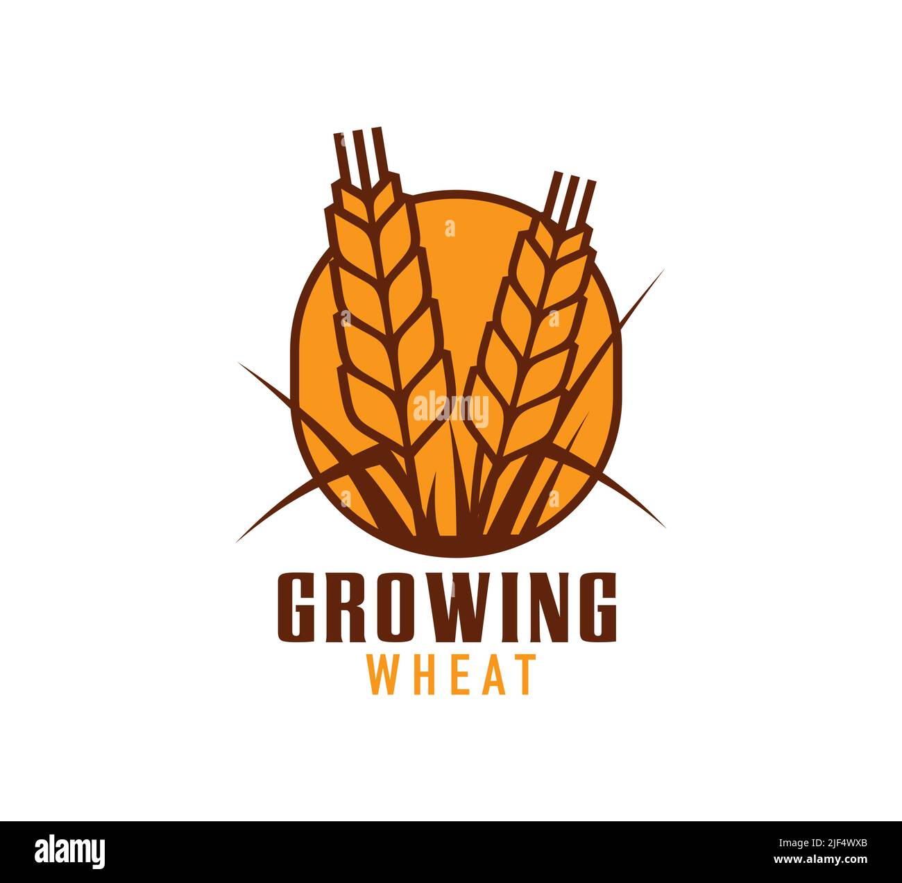 Wheat icon, rice, oat or barley millet and cereal ear, vector farm ...