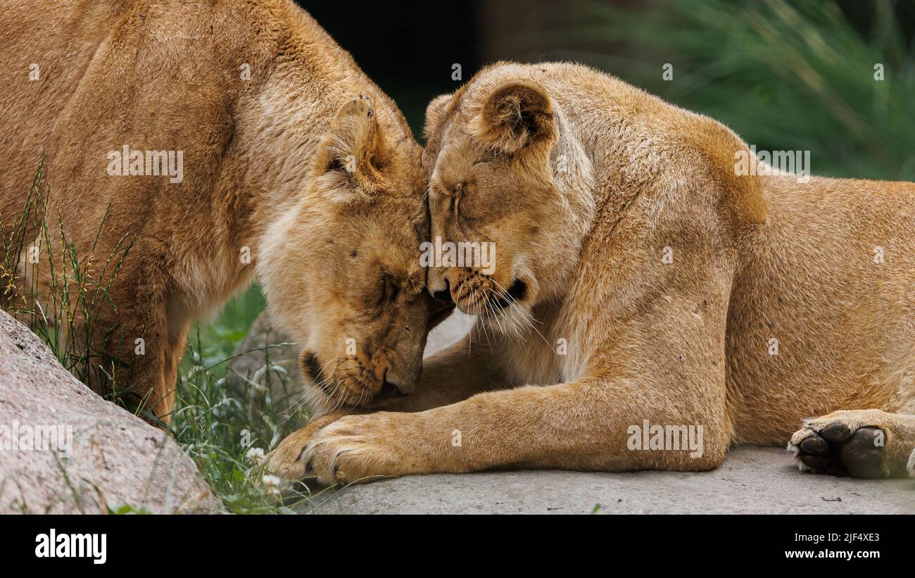 Lions in love hi-res stock photography and images - Alamy