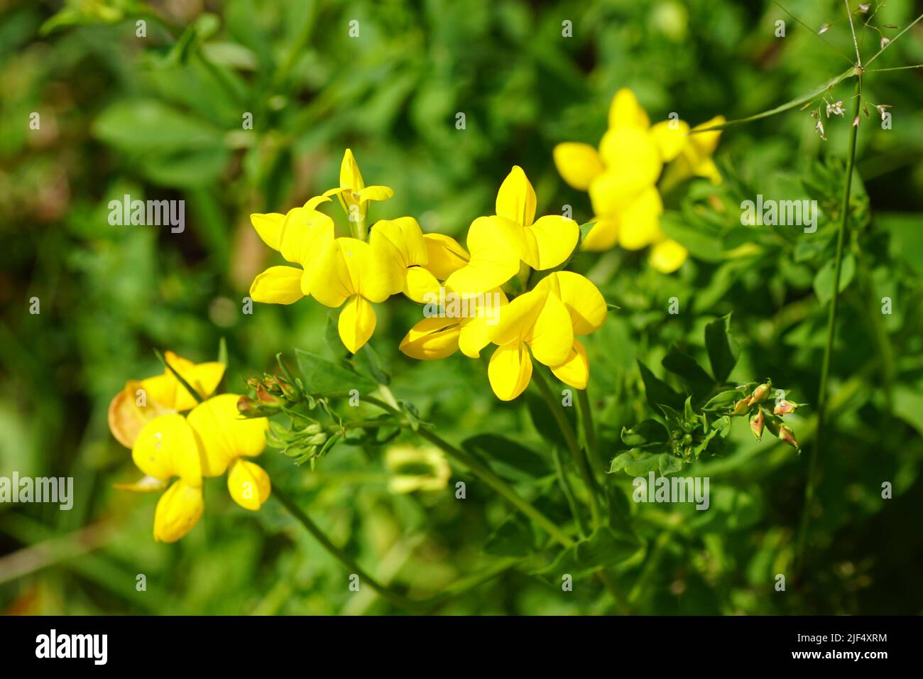 Close up of yellow flowers of common bird's-foot trefoil (Lotus ...