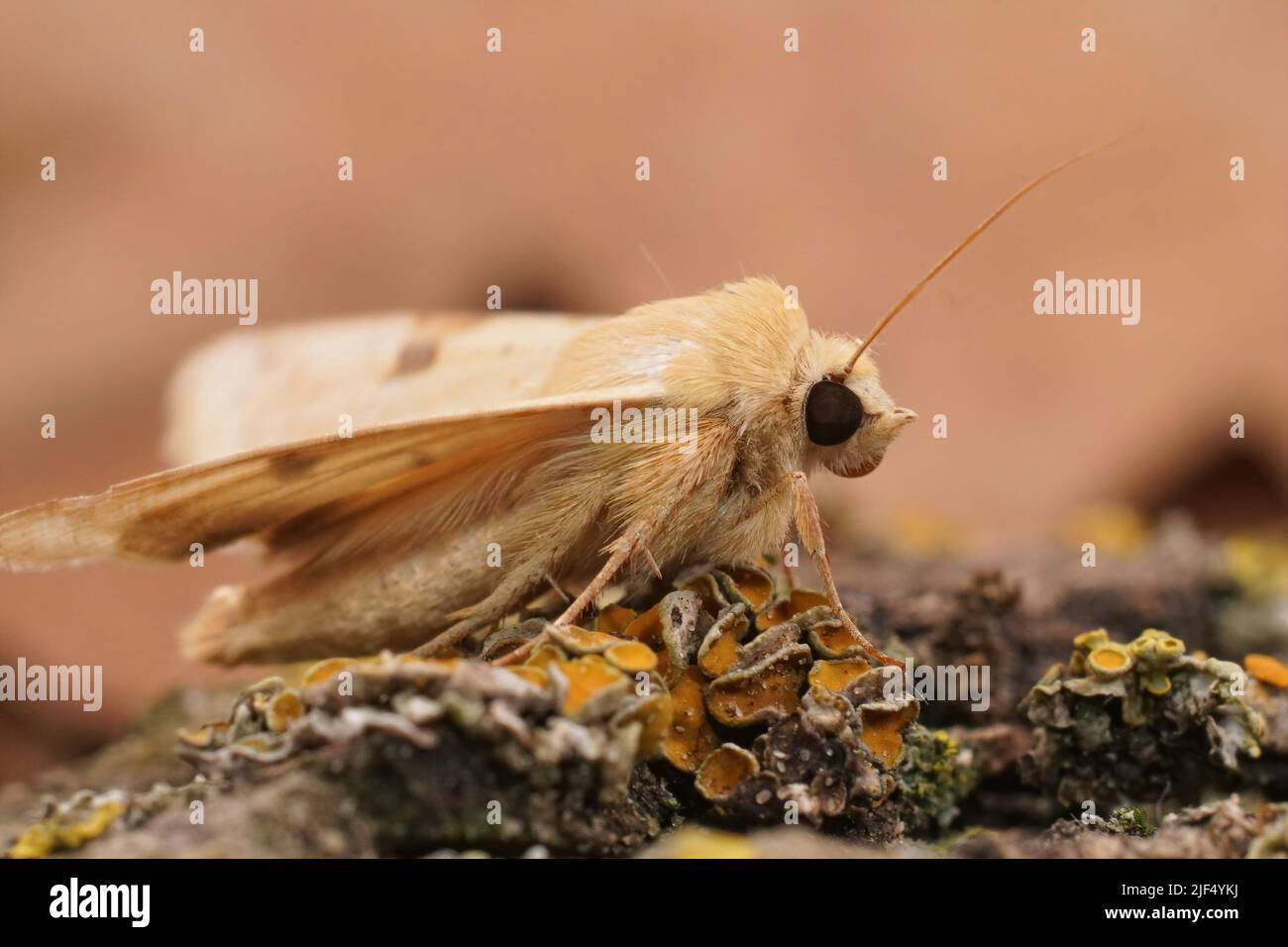 Closeup on the yellow colored Bordered strawmoth, Heliothis peltigera ...