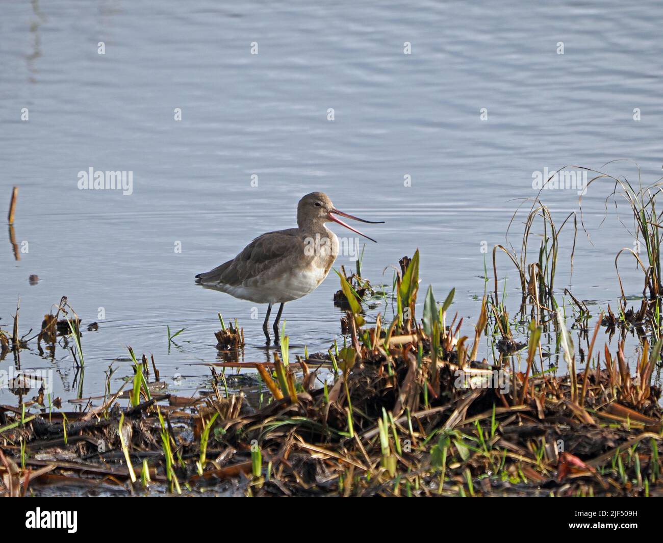 Distal rhynchokinesis hi-res stock photography and images - Alamy