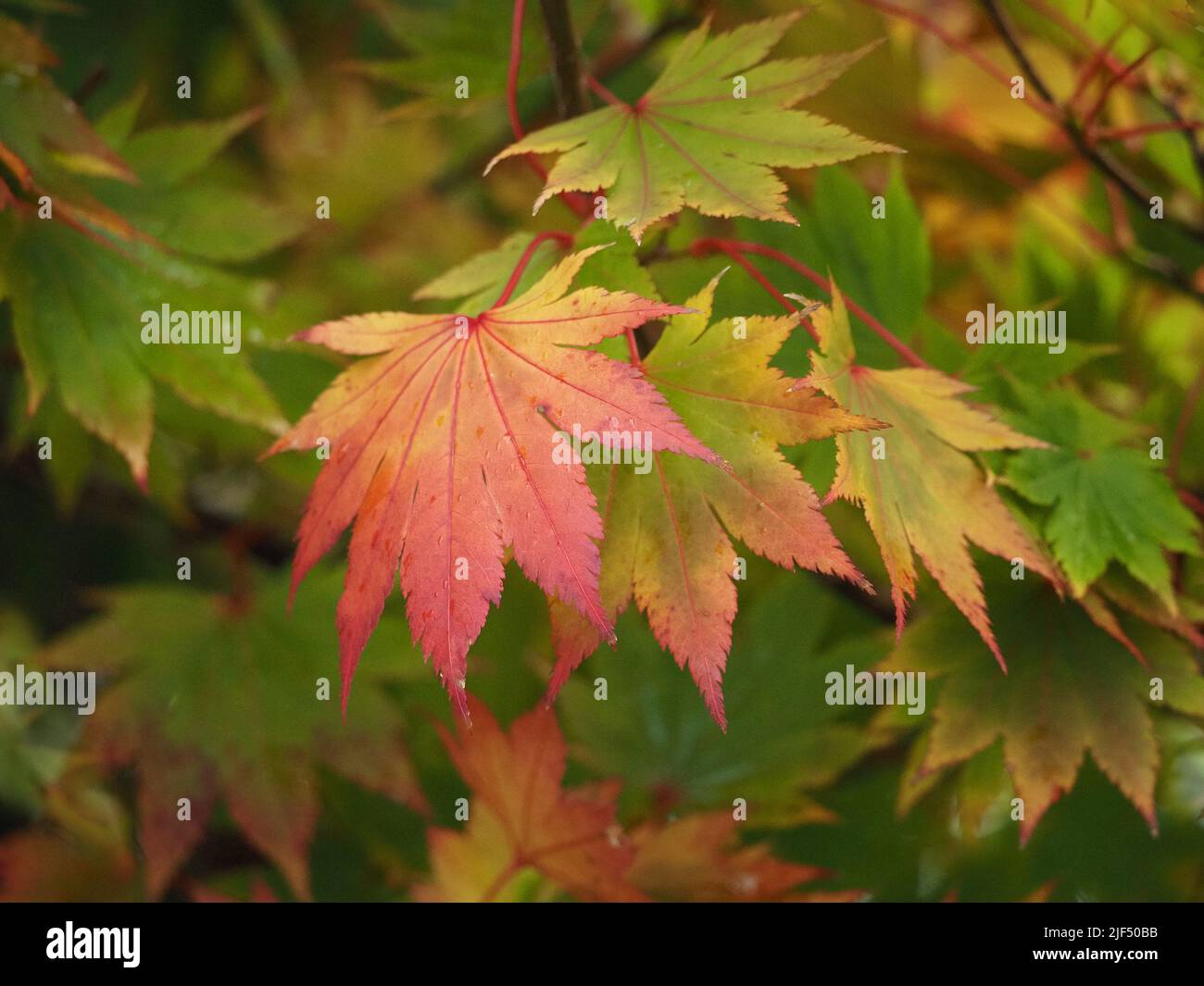 soft summer pink, yellow, green colours of Japanese Maple (Acer ...