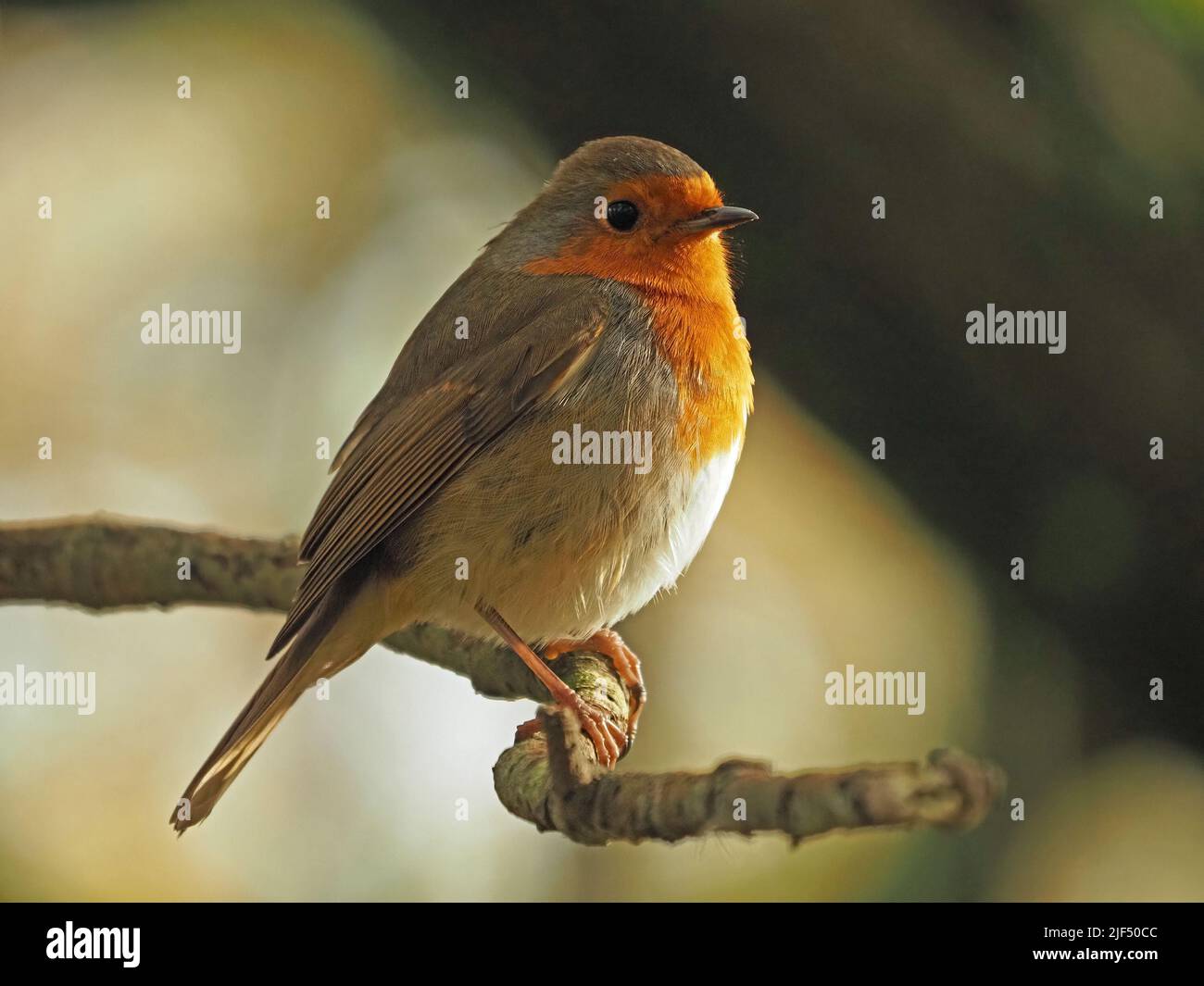 portrait of European robin (Erithacus rubecula) in good light perched ...