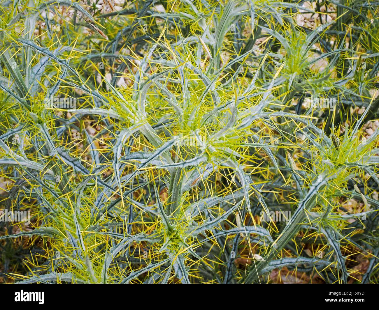 Formidable spine-tipped leaves of Soldier Thistle Picnomon acarna ...