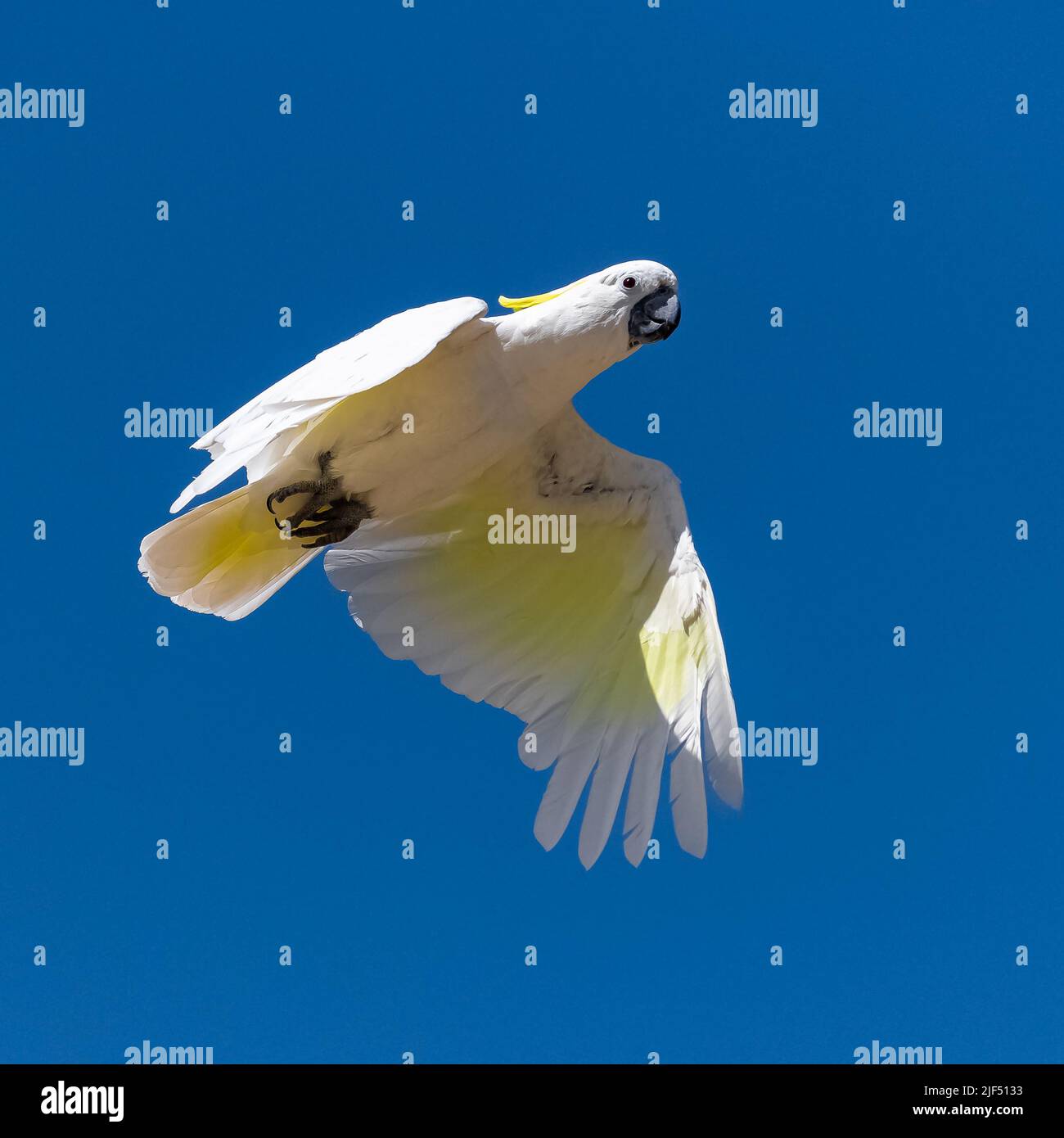 Golden parakeet flying hi-res stock photography and images - Alamy