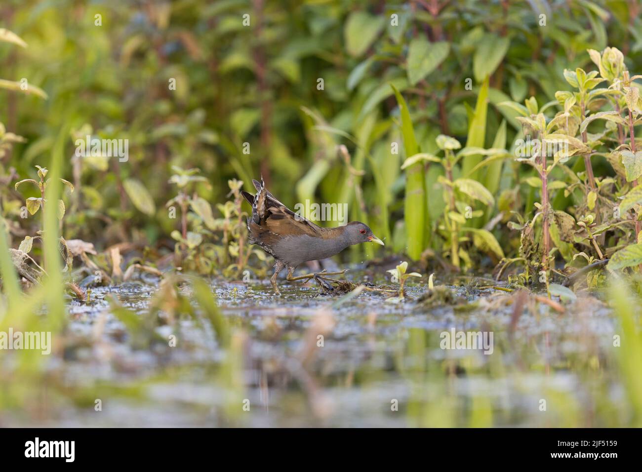 Little crake Porzana parva, adult male walking in marsh, Danube Delta ...
