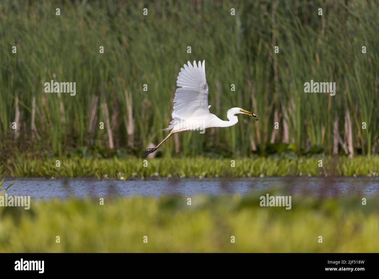 Great egret Ardea alba, adult flying with frog in beak, Danube Delta ...