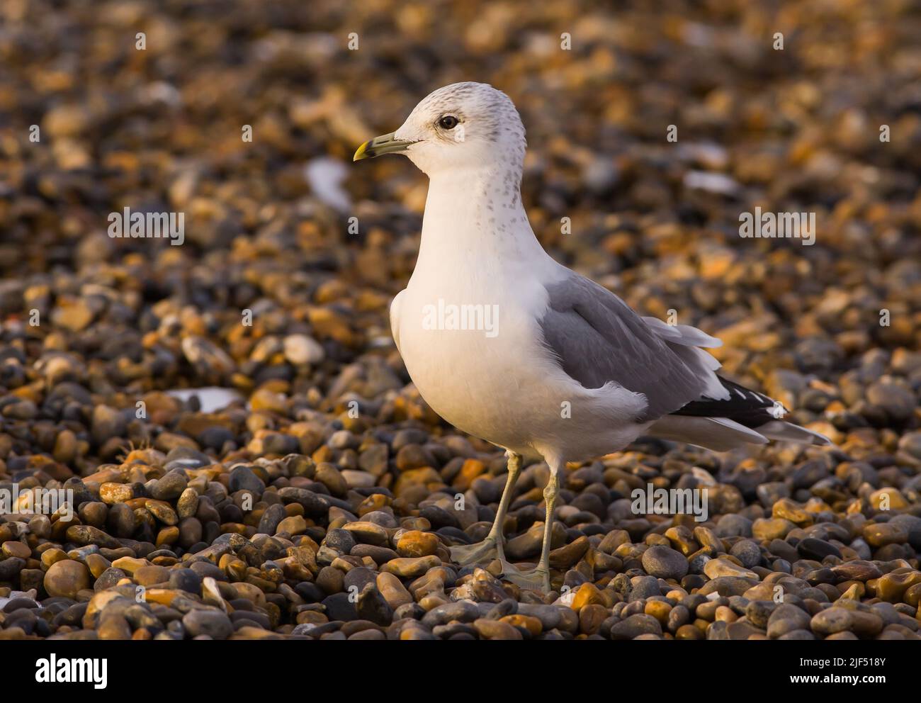 Common Gull in winter plumage on a pebble shore Stock Photo - Alamy