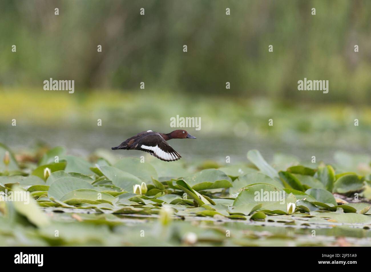 Ferruginous duck Aythya nyroca, adult male flying, Danube Delta ...