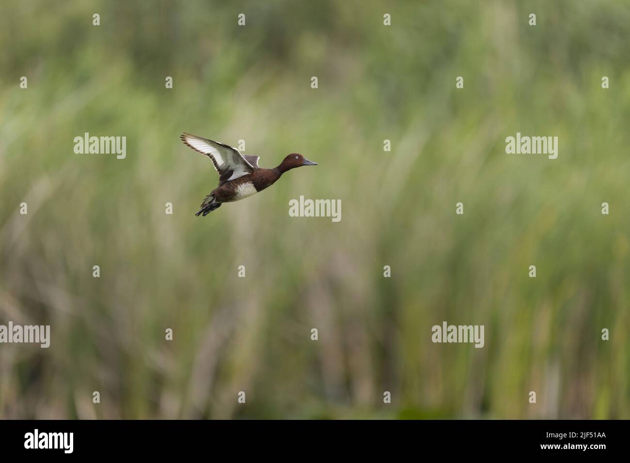 Romanian duck danube delta hi-res stock photography and images - Alamy