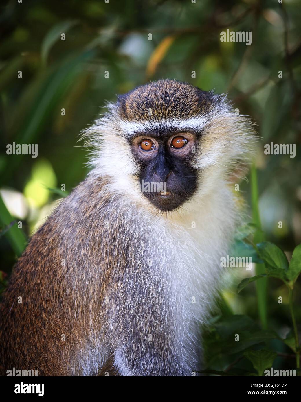 Monkey biology hi-res stock photography and images - Alamy
