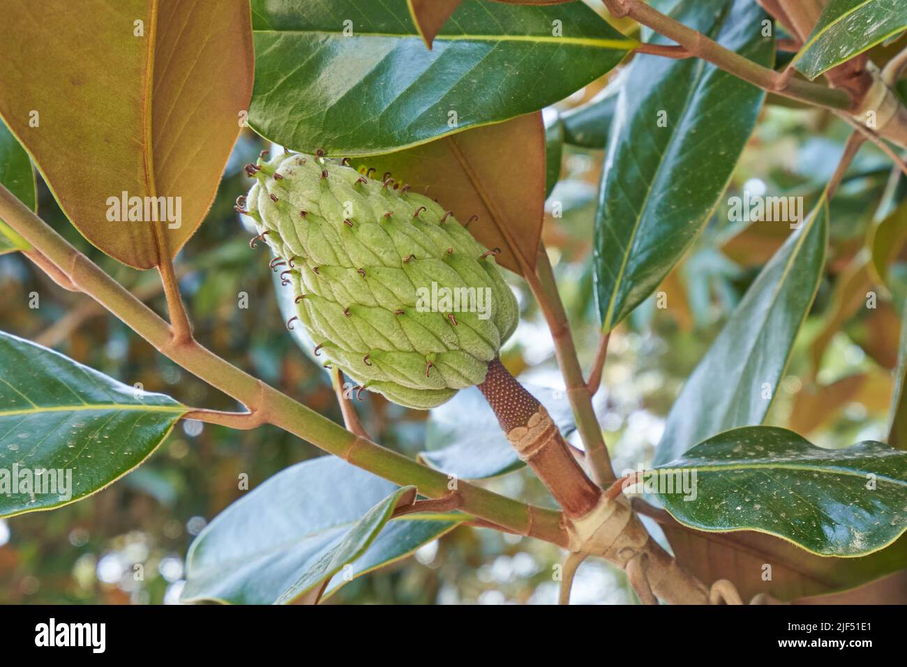Magnolia fruit hi-res stock photography and images - Alamy