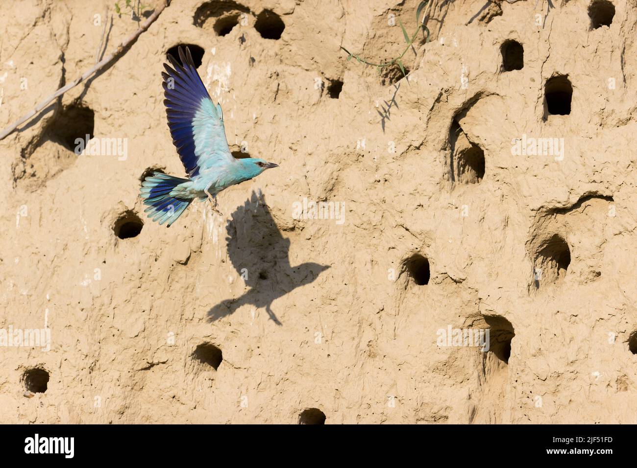 European roller Coracias garrulus, adult flying past sandbank ...