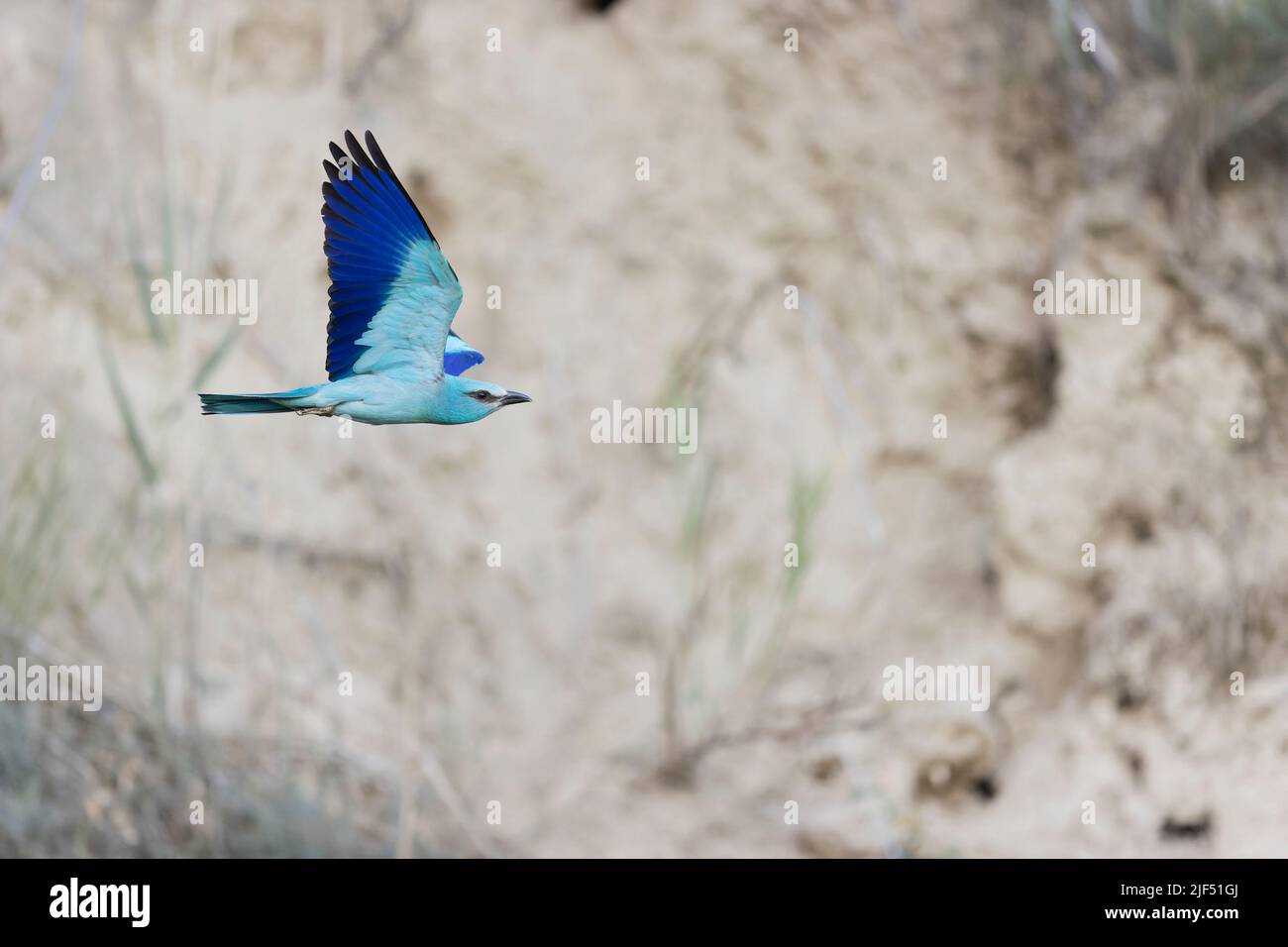 European roller Coracias garrulus, adult flying, Macin, Romania, June ...