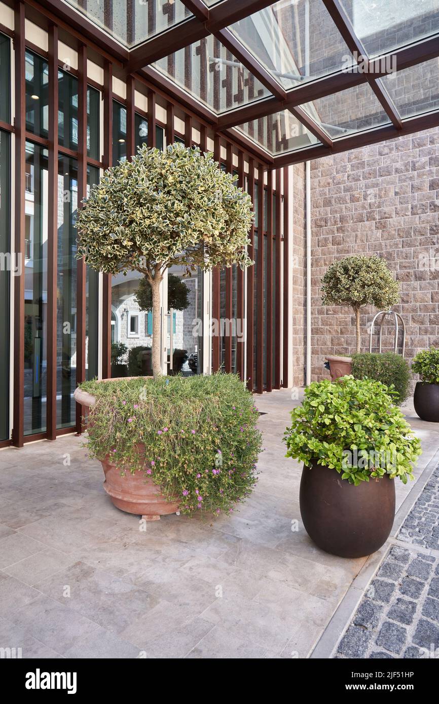 Ficus tree in pot for decoration facade of a modern building Stock ...