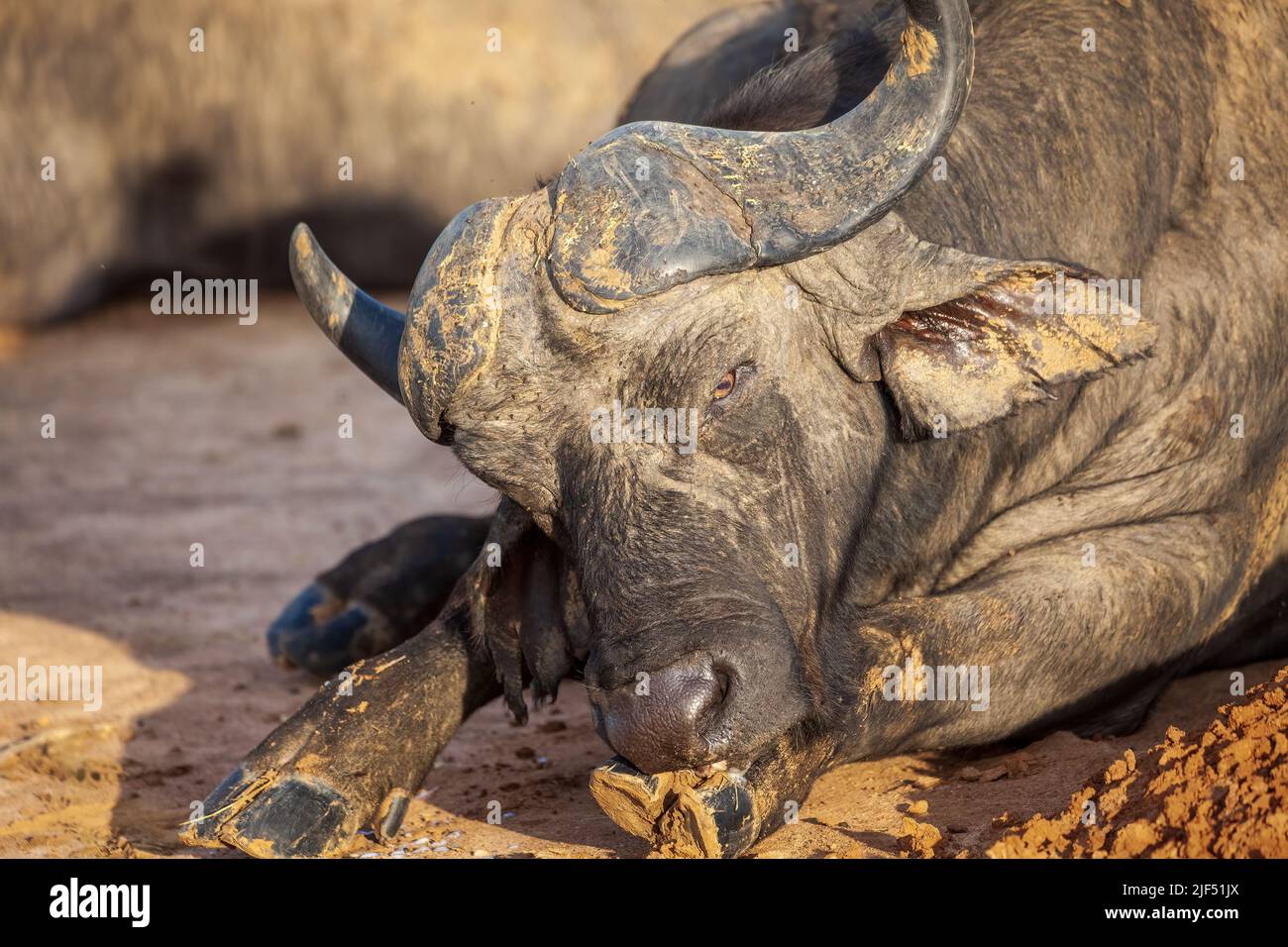 Savanna buffalo hi-res stock photography and images - Alamy