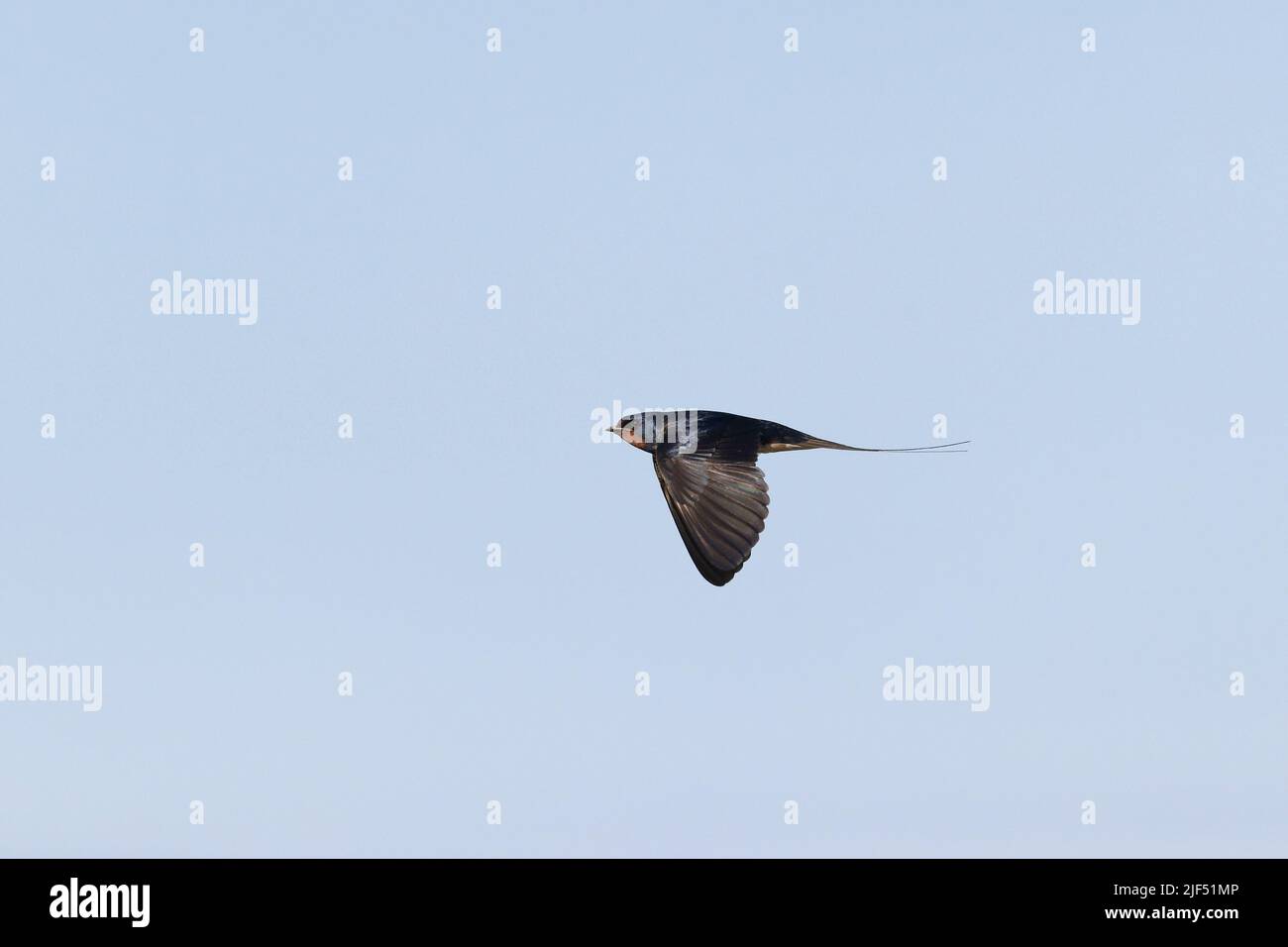 Barn swallow Hirundo rustica, adult male flying, Macin, Romania, June ...