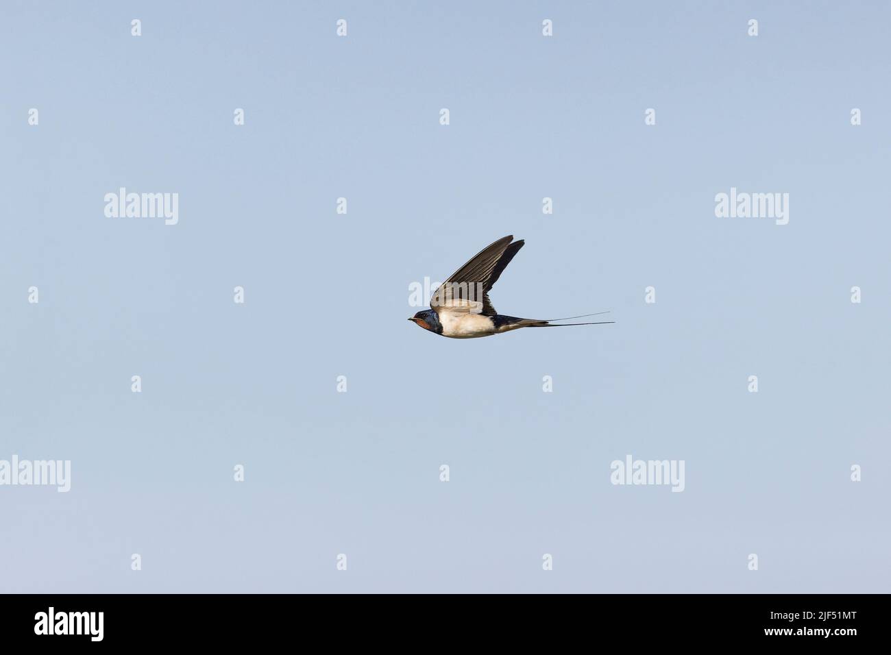 Hirundine hi-res stock photography and images - Alamy