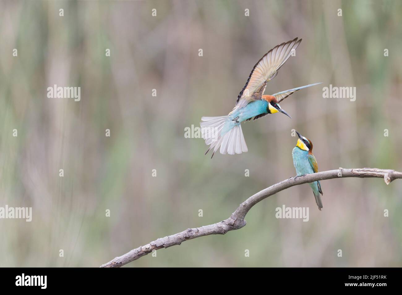 European bee-eater Merops apiaster, 2 adults, 1 hovering above perched ...