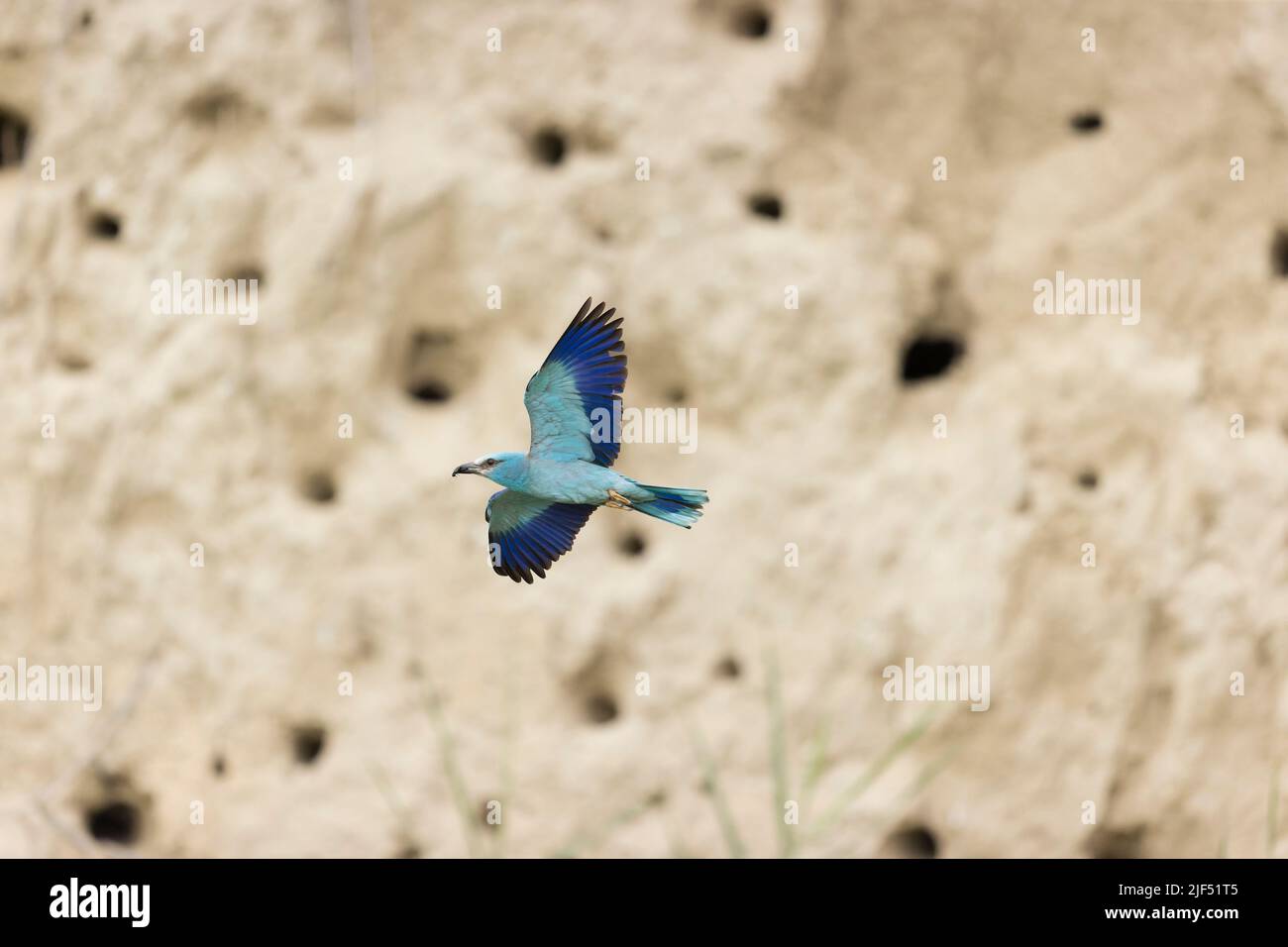 European roller Coracias garrulus, adult flying with insect in beak ...
