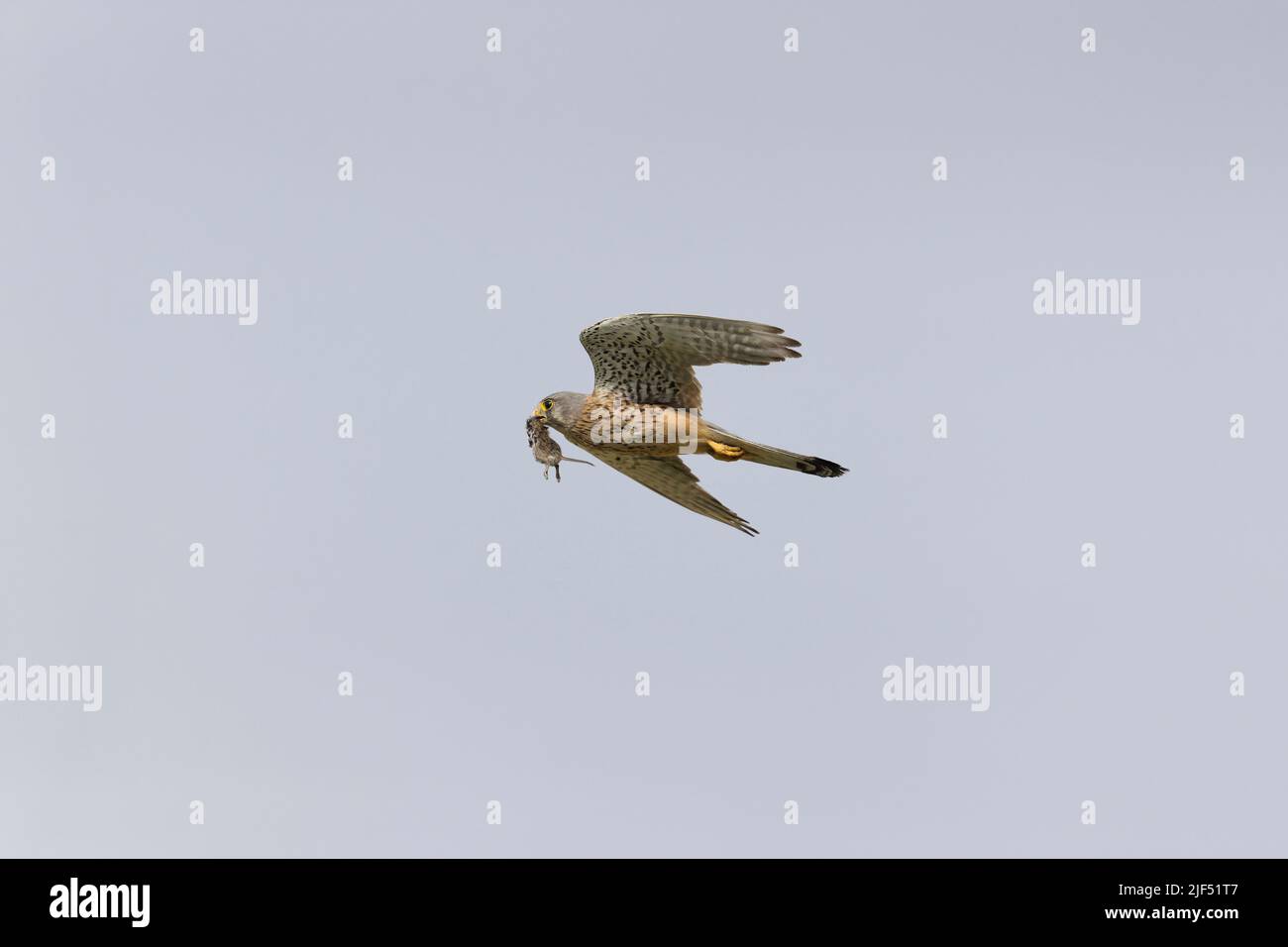 Common kestrel Falco tinnunculus, adult male flying with mouse in beak ...