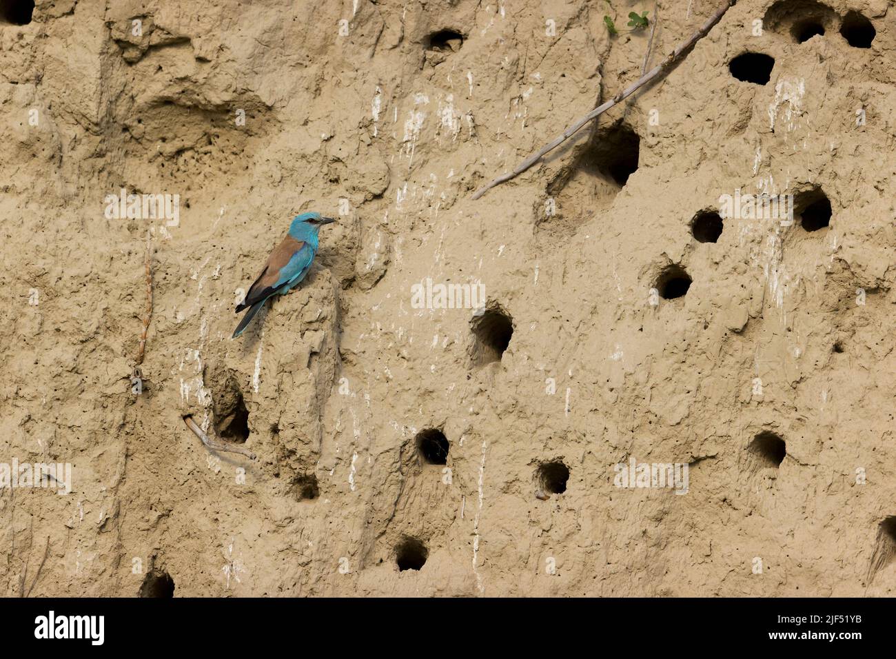 European roller Coracias garrulus, adult perched on sand bank with nest ...