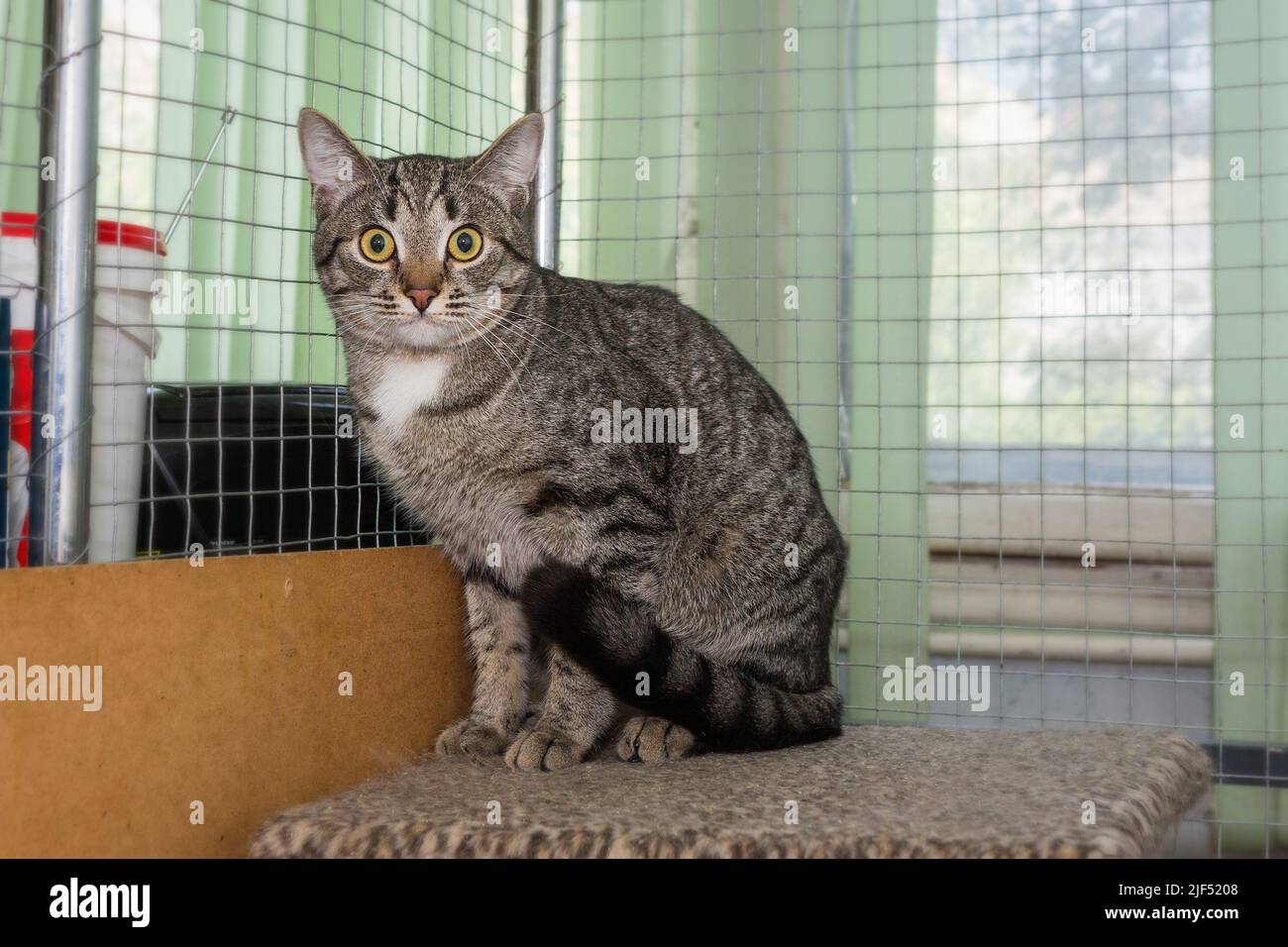 Young scared cat in a cage of a shelter for lost animals Stock Photo ...
