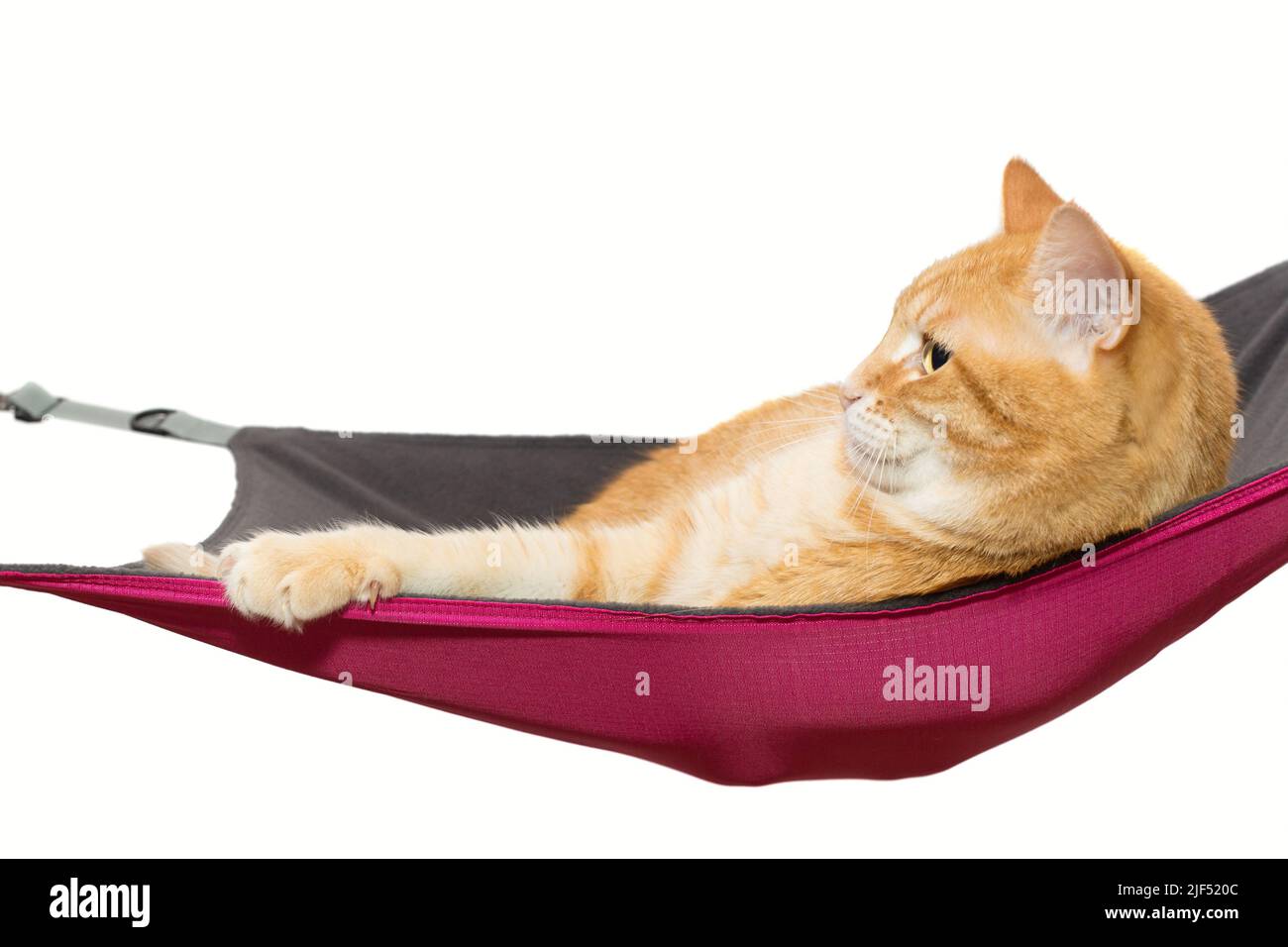 Ginger cat lies comfortably in a hammock, isolated on white Stock Photo ...