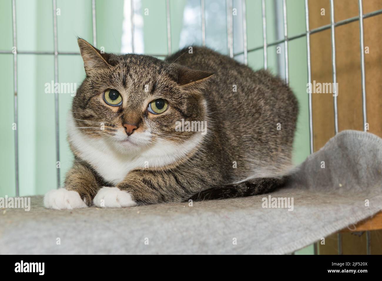 Young scared cat in a cage of an animal shelter Stock Photo - Alamy
