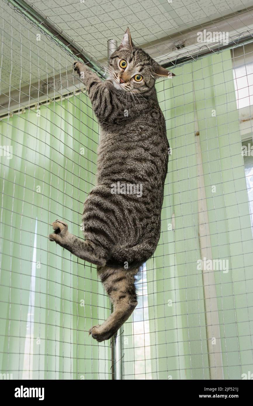 Grey cat is hanging on a net in a cage of an animal shelter Stock Photo ...