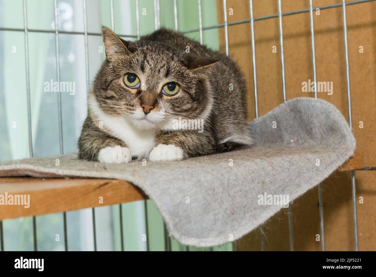 Scared cat hi-res stock photography and images - Alamy