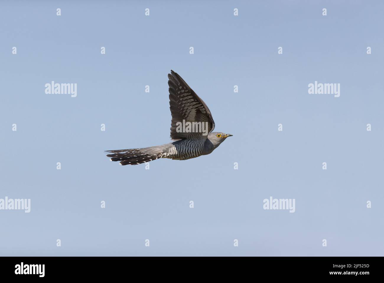 Common cuckoo Cuculus canorus, adult male flying, Danube Delta, Romania ...