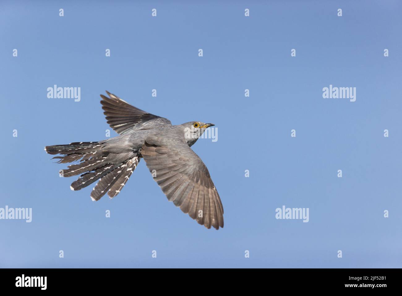 Common cuckoo Cuculus canorus, adult male flying, Danube Delta, Romania ...